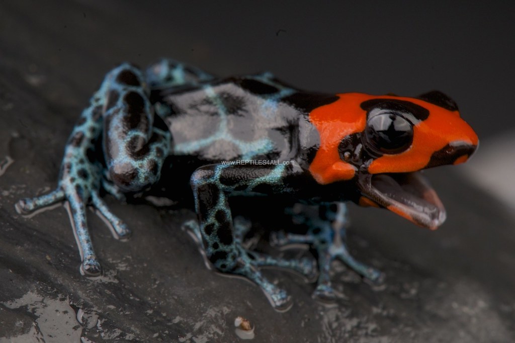 Blessed poison frog / Ranitomeya benedicta | The blessed poi… | Flickr