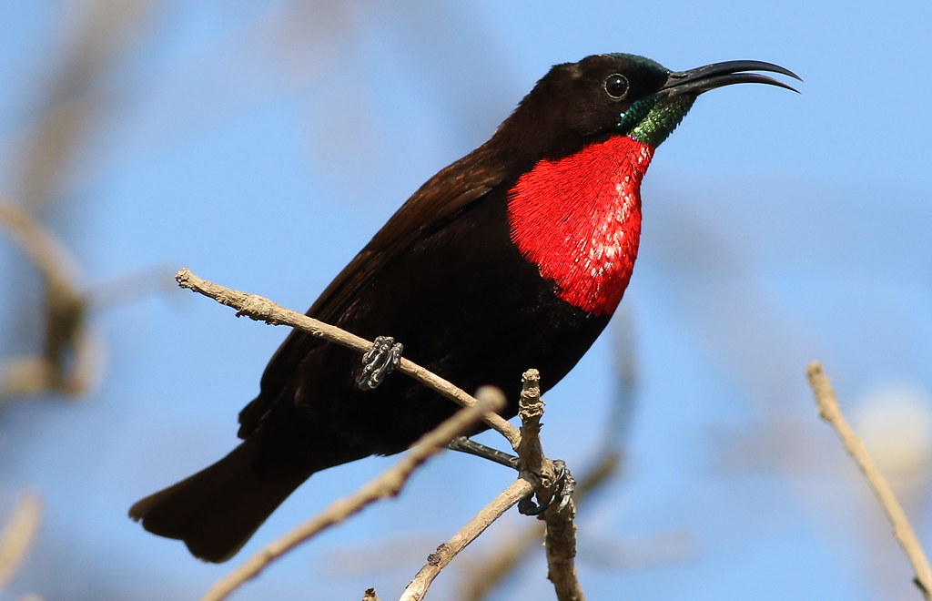 Male Scarlet-chested Sunbird (Chalcomitra senegalensis) with iridescent green gorget, perched on a thorny branch over Lake Chivero, Harare, Zimbabwe