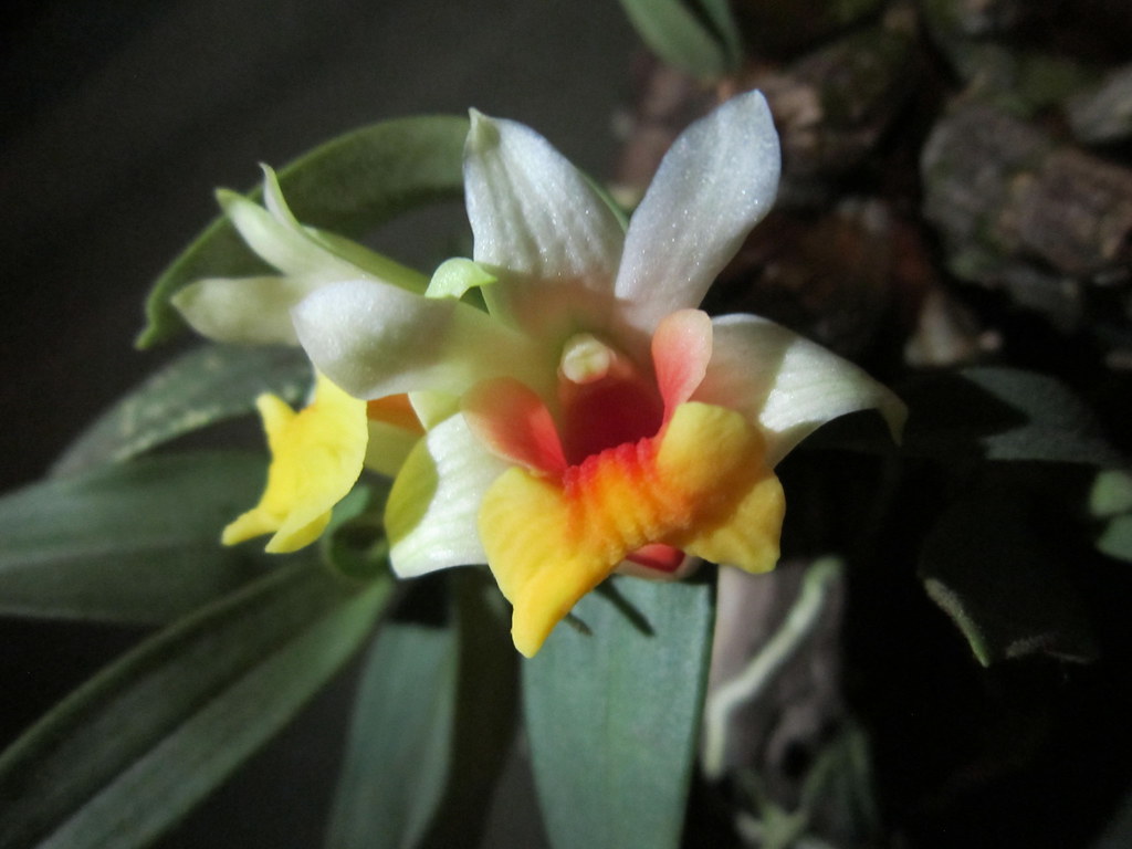 IMG_7164 | Dendrobium bellatulum | Elvira Raasch | Flickr