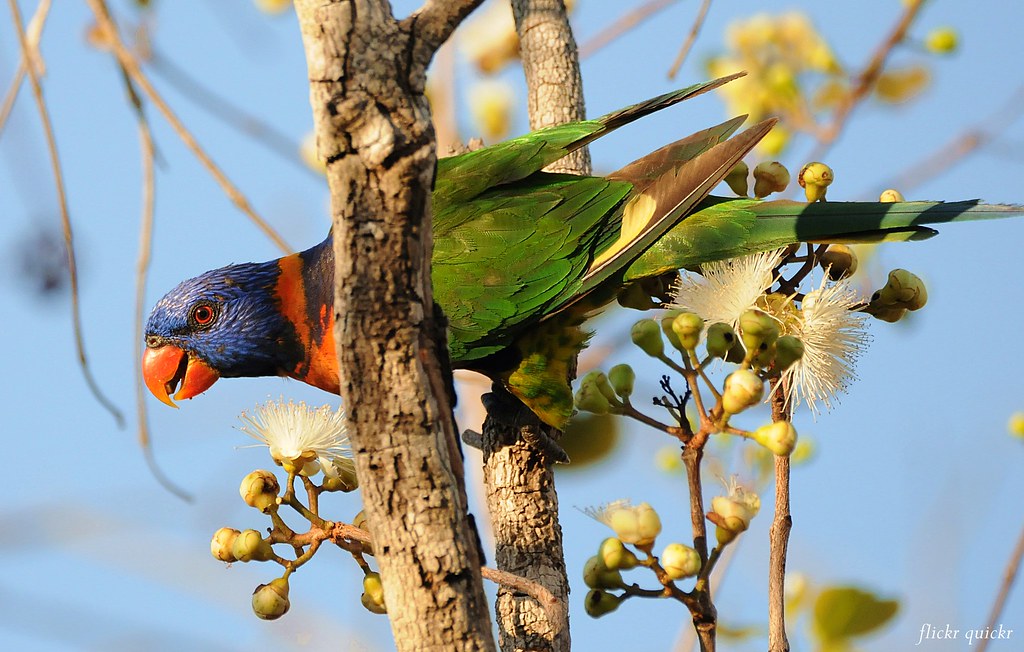 Red-collared Lorikeet | Trichoglossus rubritorquis Darwin Ri… | Flickr