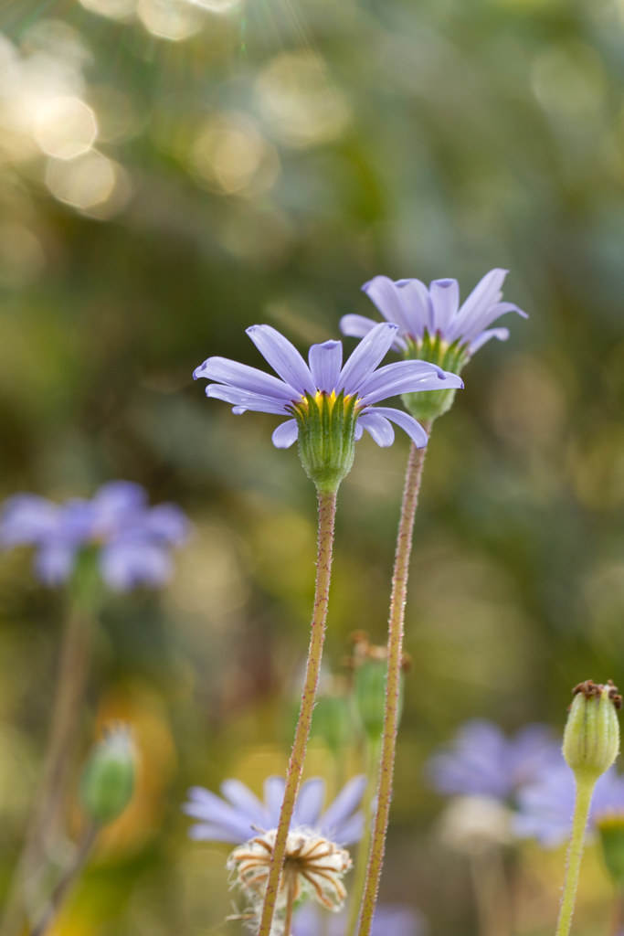 Toward the Sun: Close-up of purple daisies bathed in warm light at Denver Botanic Gardens