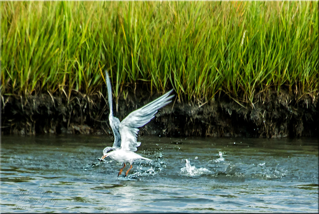 Tern Takeoff Over Tidal Marsh, Edwin B. Forsythe National Wildlife Refuge (As the World Terns II)