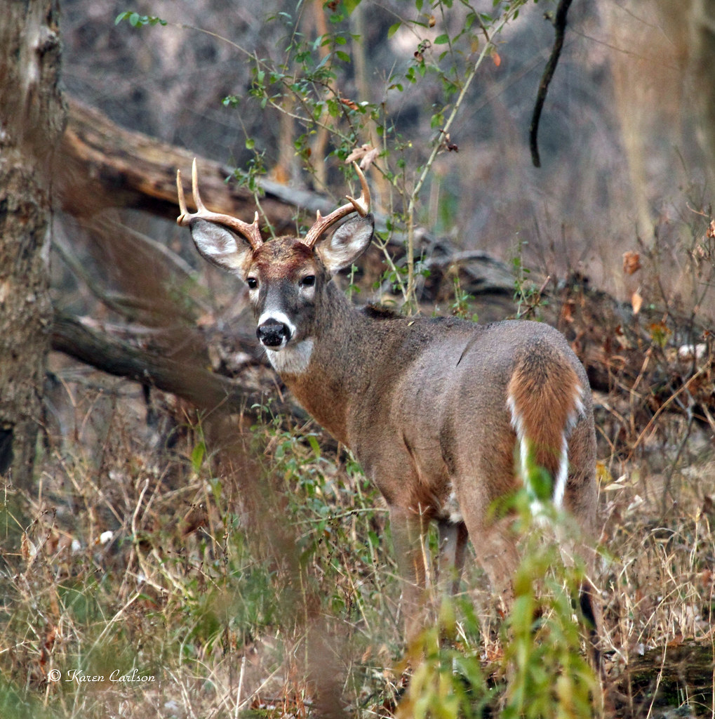 Whitetail Buck | I saw this beautiful buck while on my walk … | Flickr