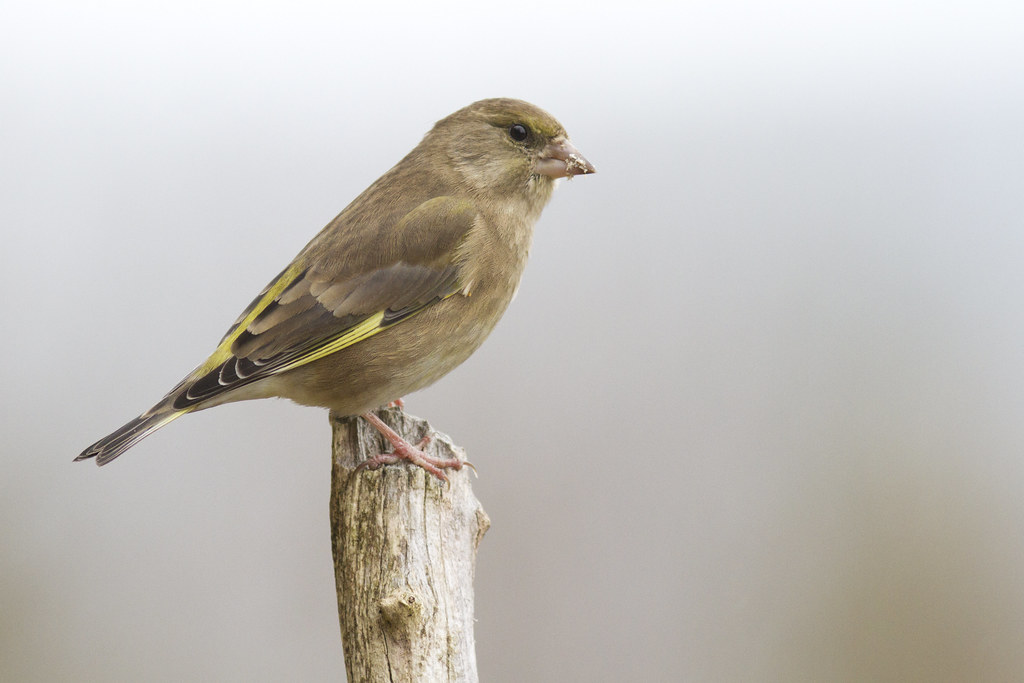 European Greenfinch | Female European Greenfinch Chloris chl… | Flickr