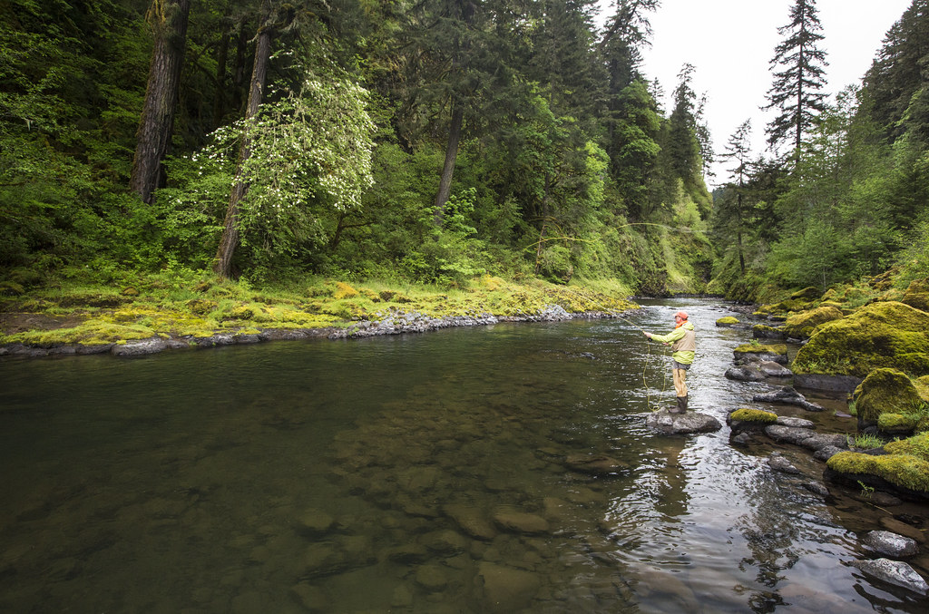 Angler Casting from Moss-Covered Rocks Along a Forested Bend of the Molalla River, Oregon