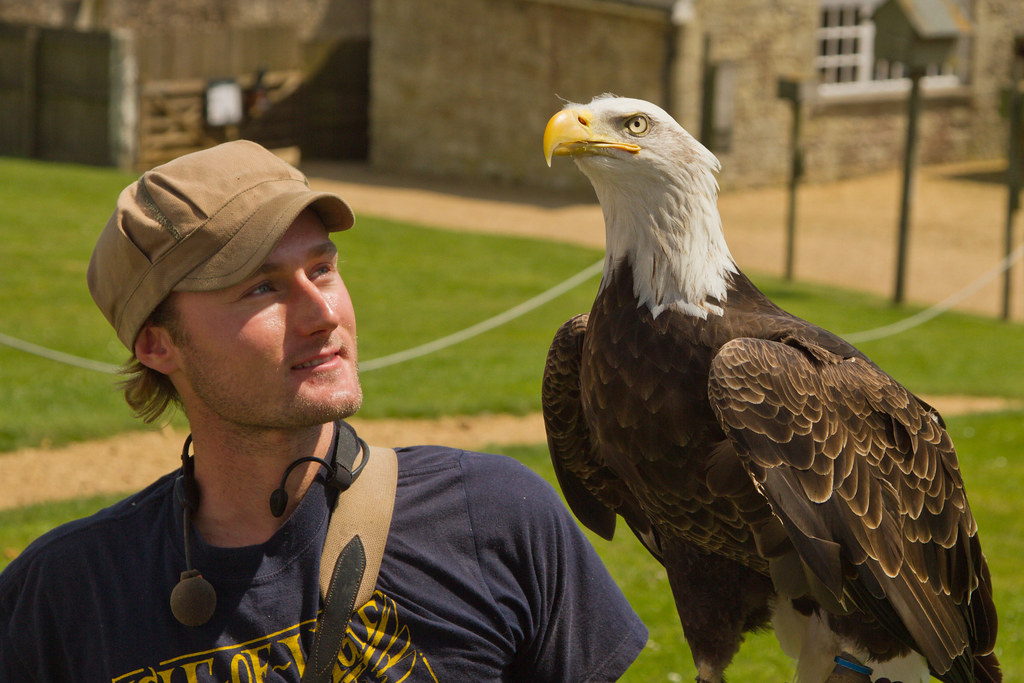 IMG_1511 | Appeldurcombe House Falconry. Bald Eagle "Cheroke… | Flickr