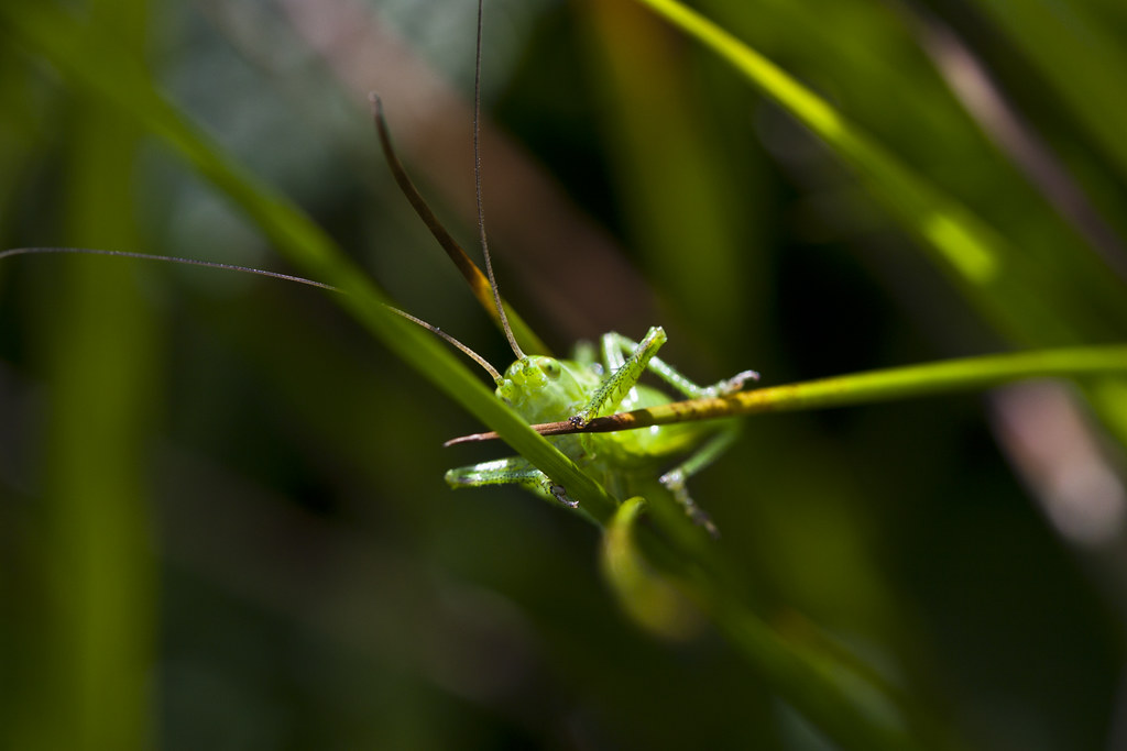 Macro study of a green katydid nymph perched on a blade of grass