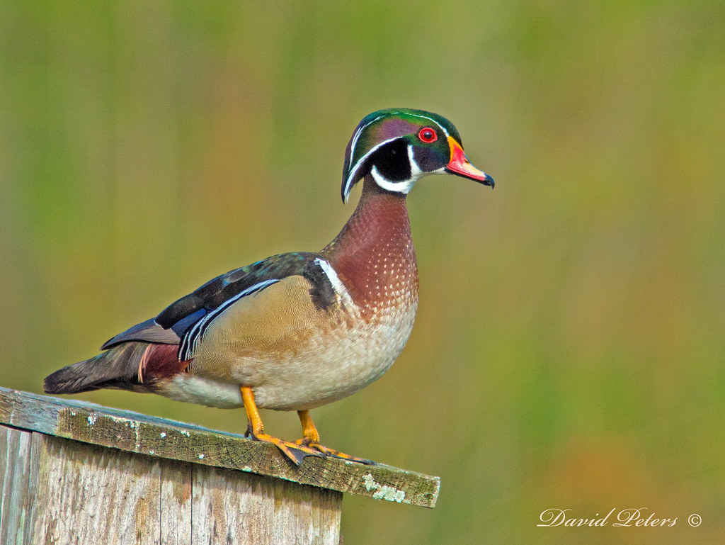 Wood Duck - male | Wood Duck - male | Dave Peters | Flickr