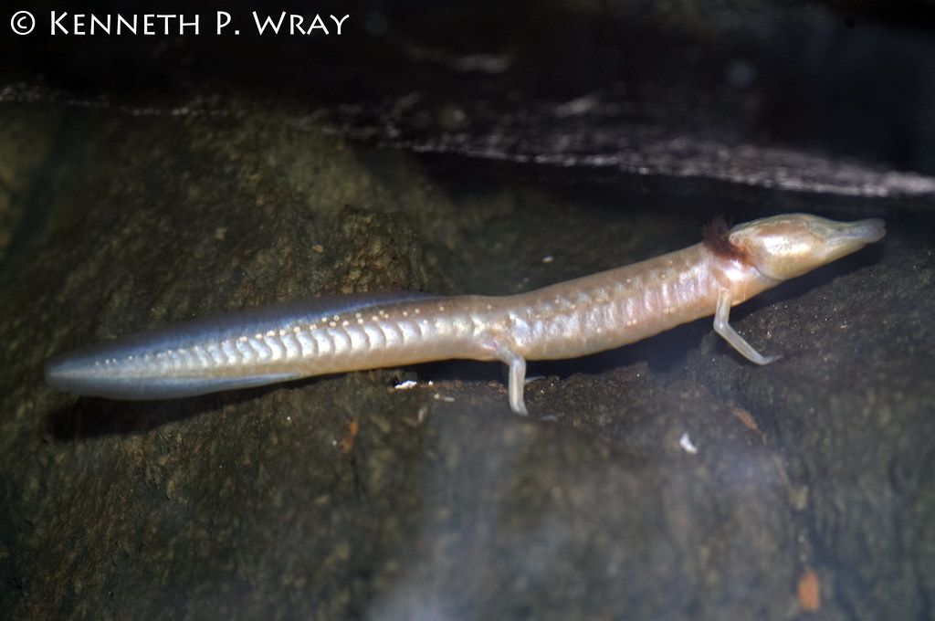 Eyeless Salamander
