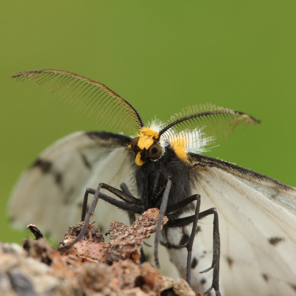 6898 Cingilia catenaria-IMG_4248 copy | Chain-dotted Geomete… | Flickr