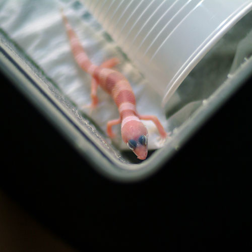 Pink baby | Albino Leopard gecko hatchling, born today ^^ | kness | Flickr