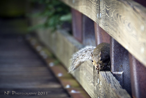 Curious Squirrel | We went to Sawgrass Lake Park over the we… | Flickr