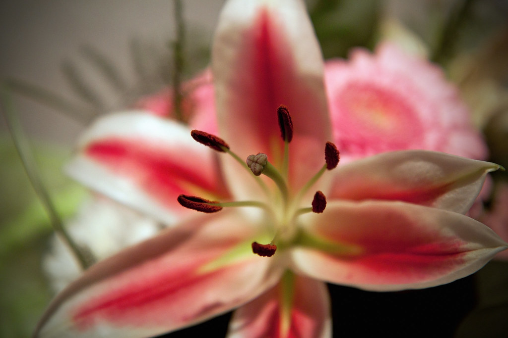 lily above | First photo taken with the new lens | Ross Eaglesham | Flickr