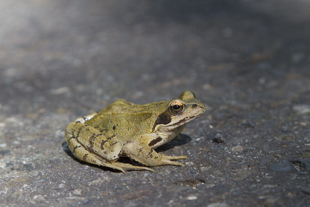Close-up portrait of a green-brown frog on textured asphalt