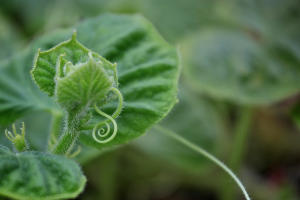 Close-up of a young vine tendril curling beside a fuzzy green leaf