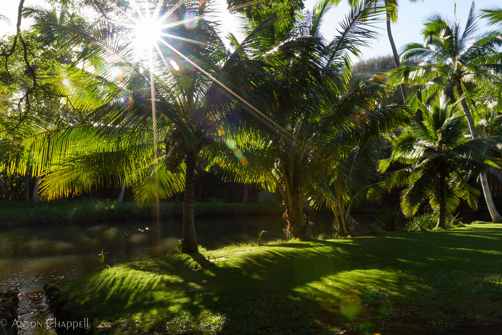 Sunburst and palm trees