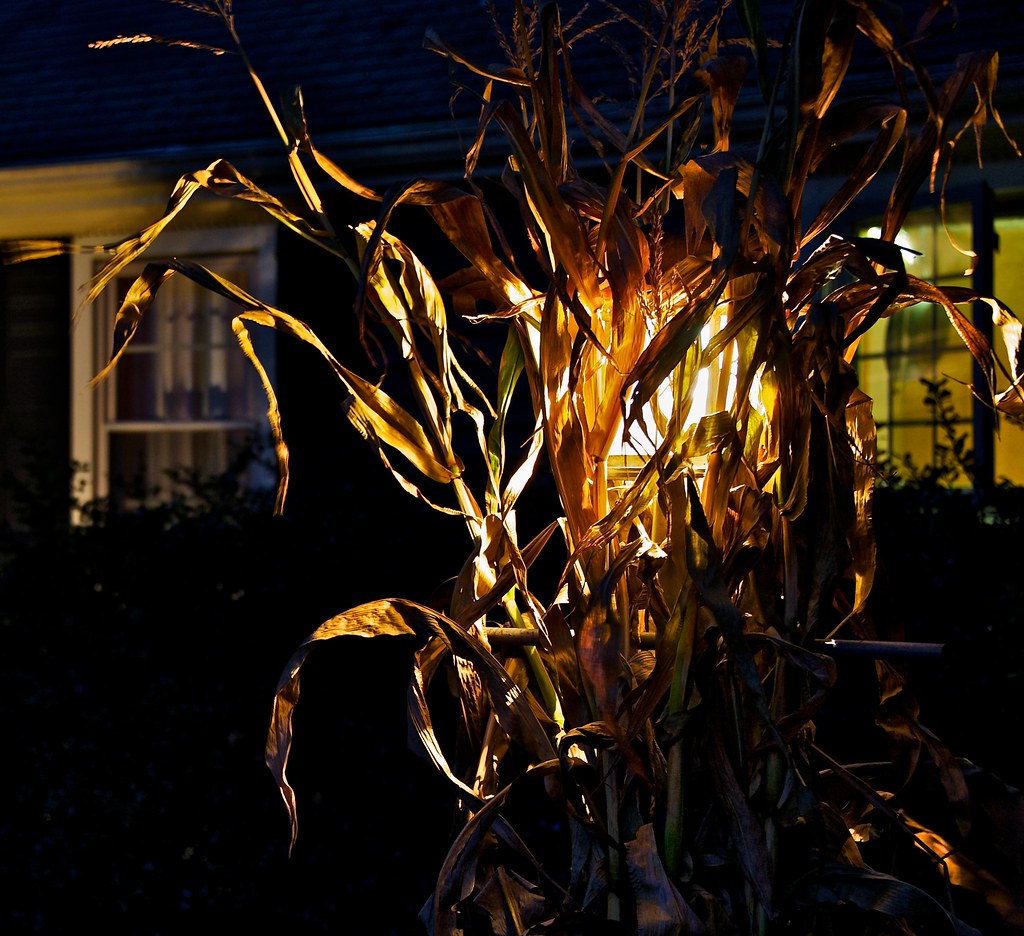 Lamp Among Dried Cornstalks: Warm Backlit Night Scene