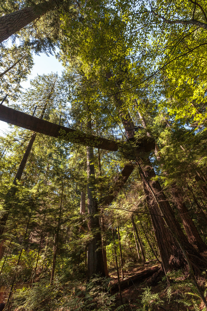 Capilano Suspension Bridge Park: Treetop Aerial Walkway Through a Dense Evergreen Canopy, Vancouver