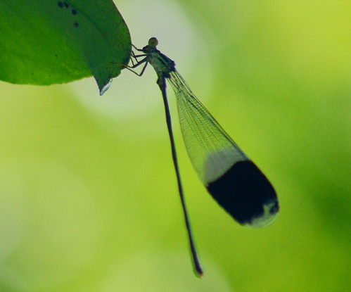 Giant Helicopter Damselfly (Megaloprepus caerulatus) | Flickr
