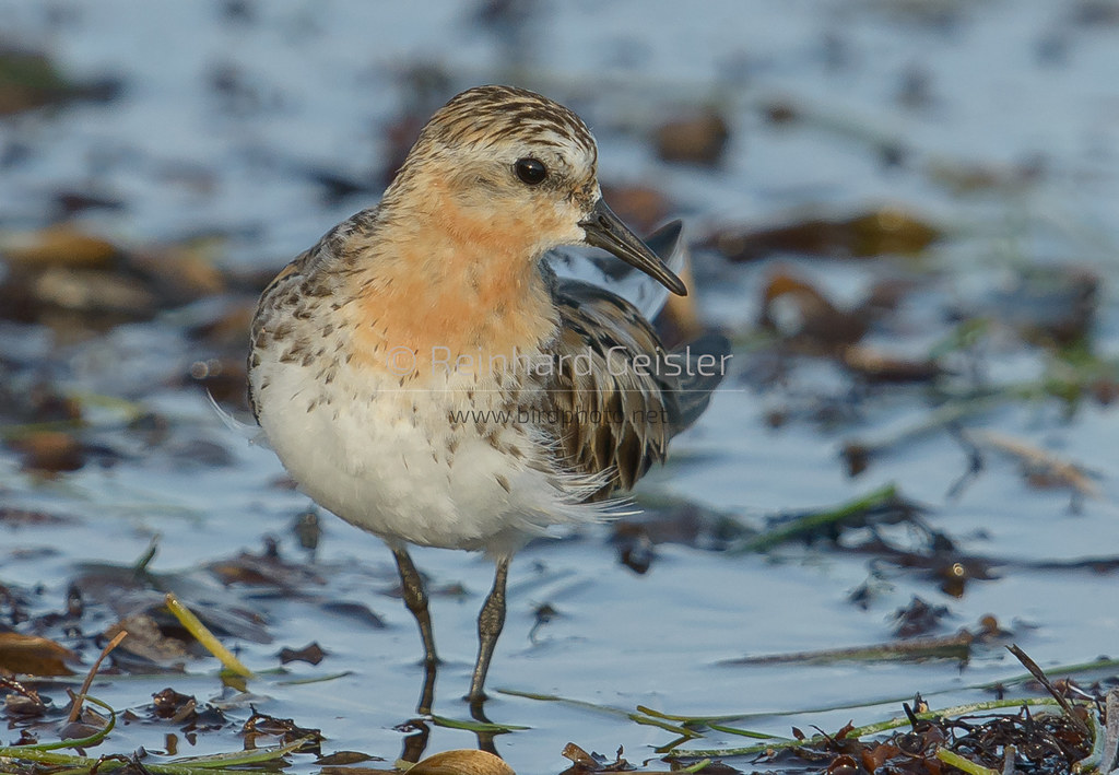 Sandpiper: Red-necked Stint - 1st Florida record | Red-necke… | Flickr