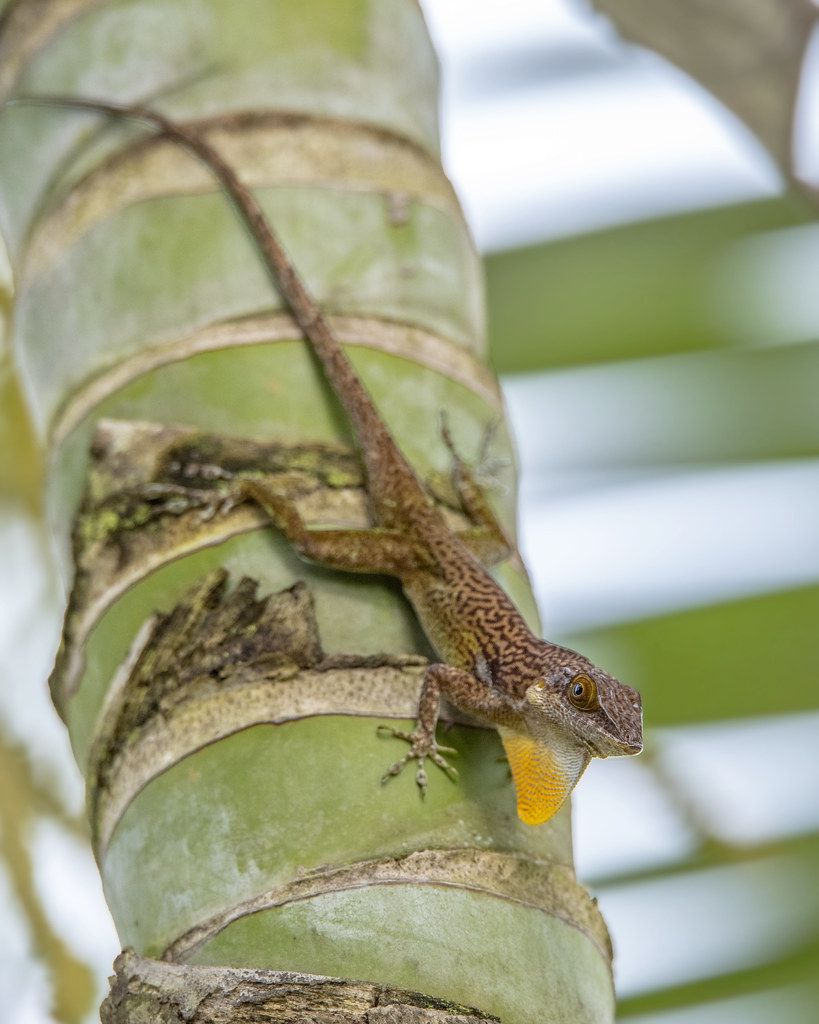 Leach's anole | (Anolis leachii) - seen on island of Antigua… | wplynn ...