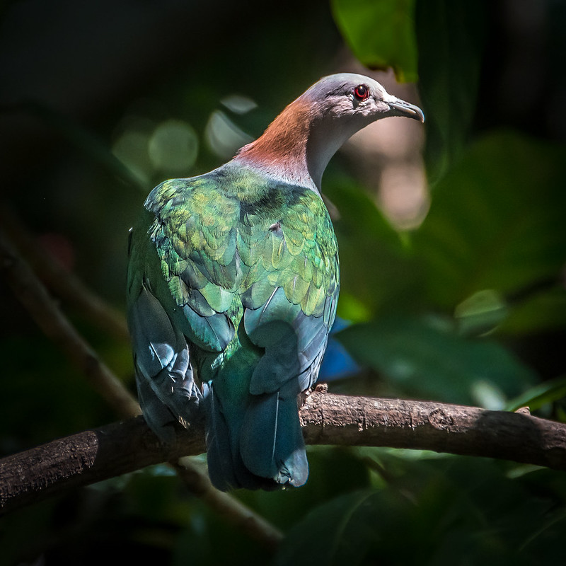 Green Imperial Pigeon / Ducula aenea photo call and song