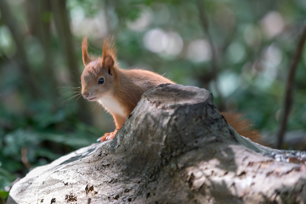 Fragile Grace on a Sunlit Log: an 11-week-old red squirrel perched on a mossy stump in dappled forest light
