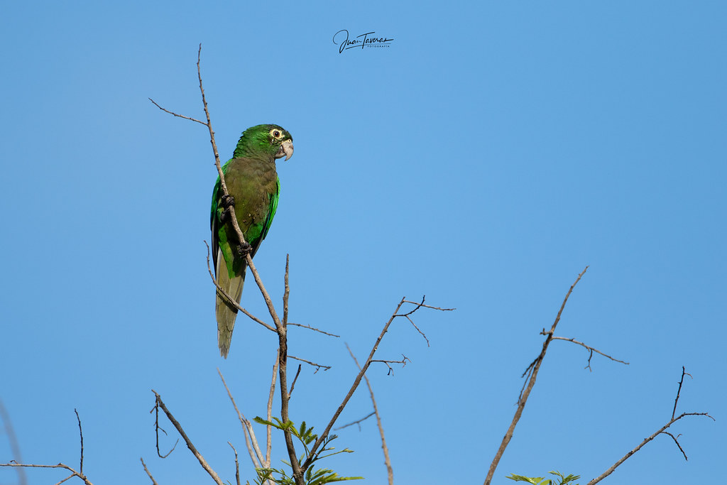 Perico Amargo - Aratinga nana - Olive throated Parakeet | Flickr