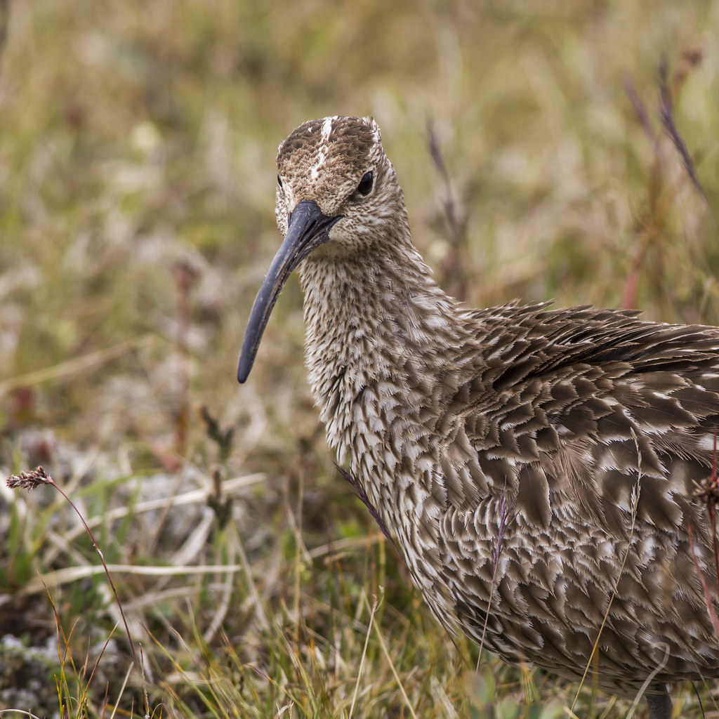 Whimbrel - Spói - Numenius phaeopus | Iceland | ingolfssonvalur | Flickr