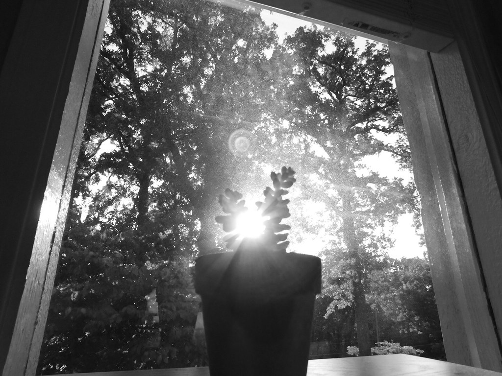 Assignment 1 Flickr 1461