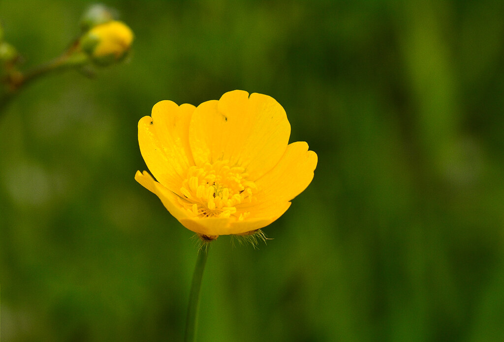 Beautiful buttercup. | Nikon series e 75-150mm f 3.5 | Jonathan ...