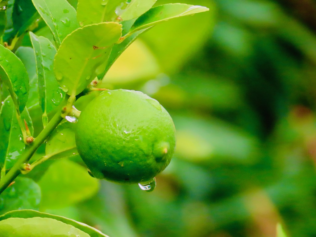 Persian Lime In Summer Monsoon | Shot on a rainy day during … | Flickr