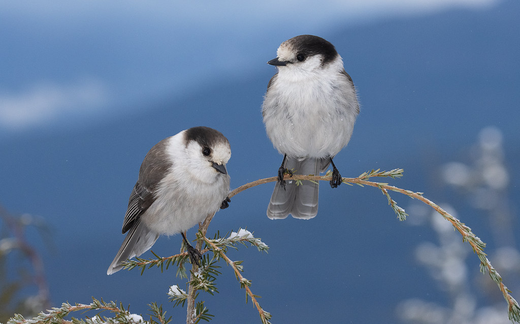 Winter Scene | Gray Jays natureasart.photoshelter.com | Mark Daly | Flickr