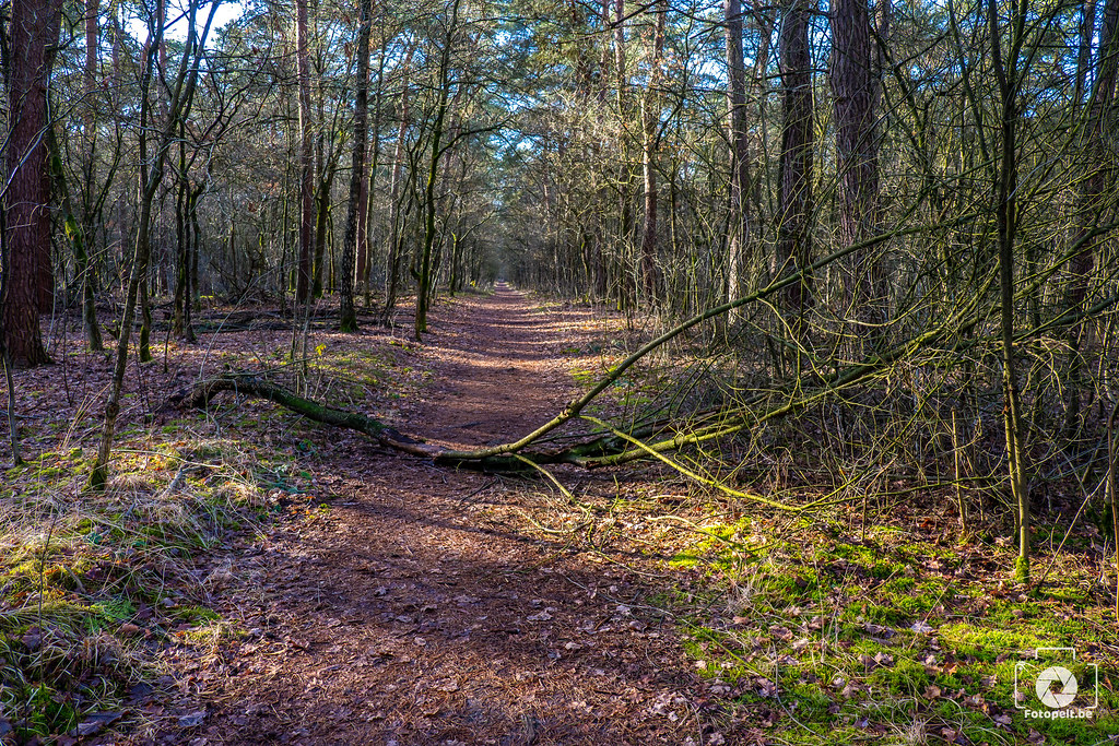 200129__MF30333_Holven-groen | Fotopelt. be / Marc Faes | Flickr