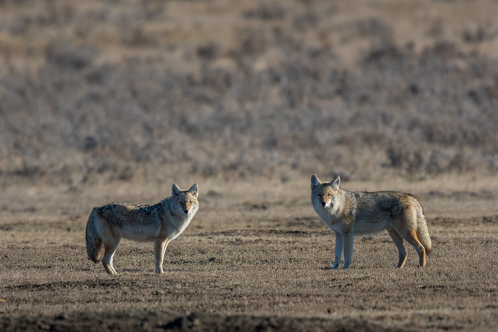 1811 0407 Coyote Pair A Female Coyote On The Left And Larg… Flickr