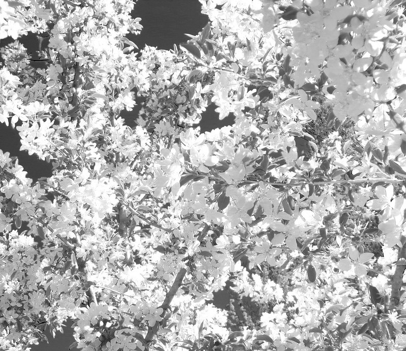 Assignment 10 Flickr 2867