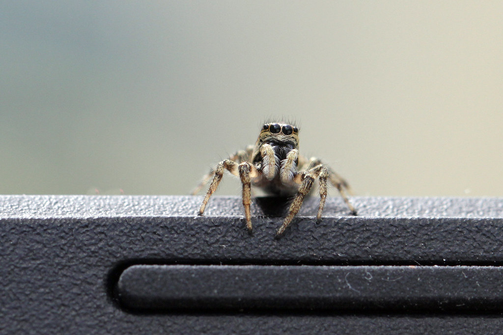 Macro portrait of a jumping spider perched on a laptop edge, eyes and fine hairs in sharp focus