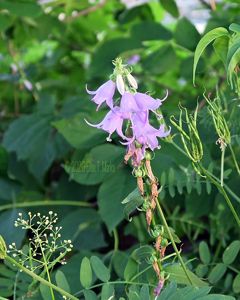 Creeping Bellflower Creeping Bellflower Also Known As Ramp… Flickr