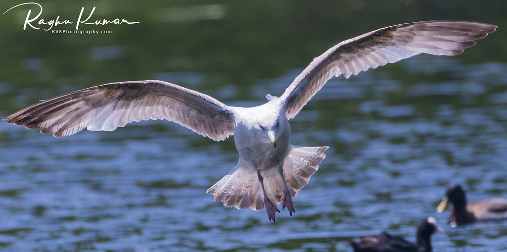 Swooping down on its prey | RVK Photography | Flickr