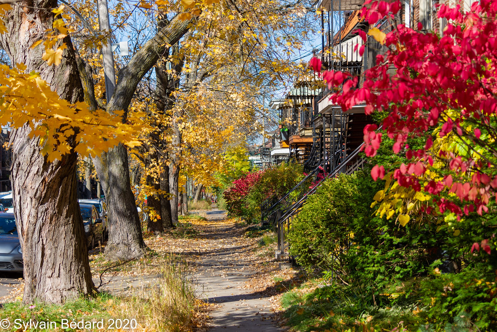 rue Louis-Hébert | Un matin de fin octobre, quand le soleil … | Flickr