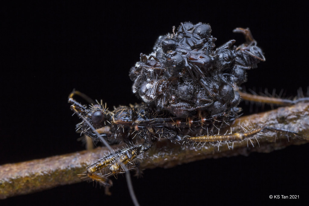 Ant-Snatching Assassin Bug Nymph (Reduviidae: Reduviinae: … | Flickr
