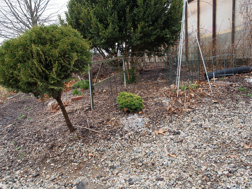 Globe-shaped evergreen and dwarf conifer mound in a SE Michigan gravel garden