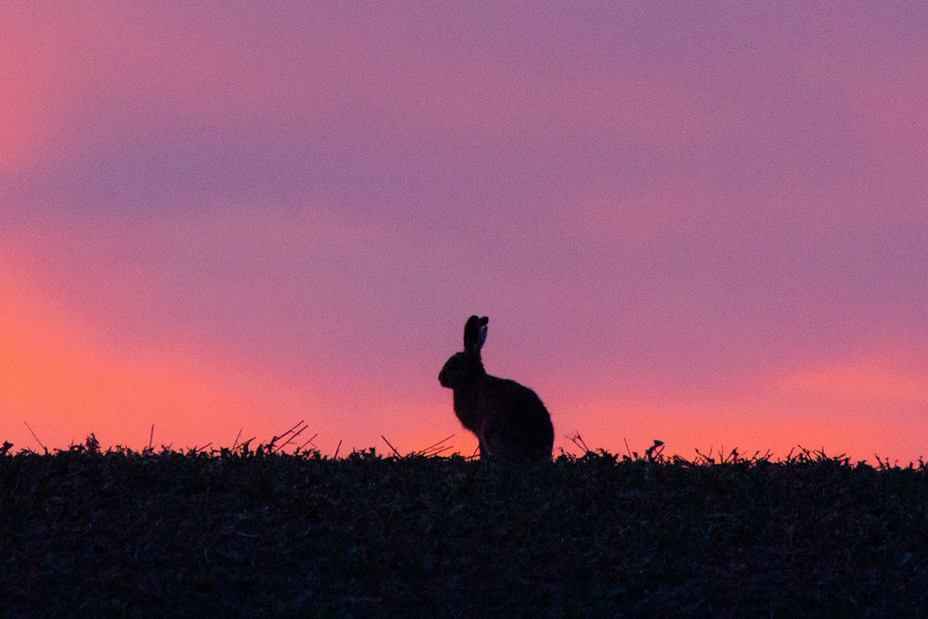 Hare silhouette on a ridge at pink-orange sunset