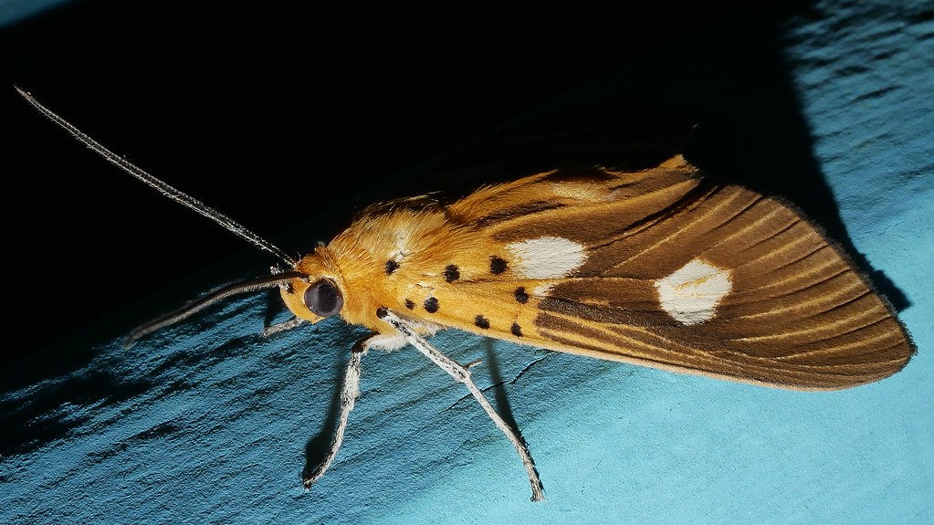 4 spot False magpie moth Asota orbona Aganainae Erebidae M… | Flickr