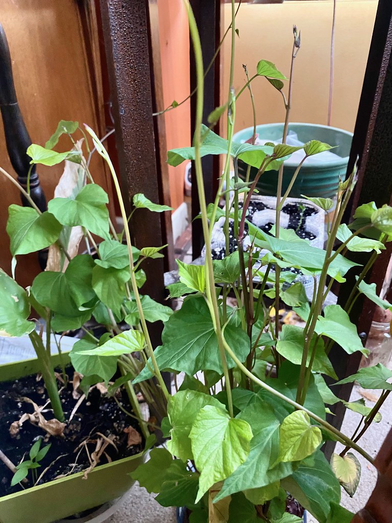 Balcony and indoor gardening