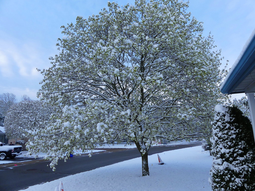 Surprise Snow Storm | Flickr
