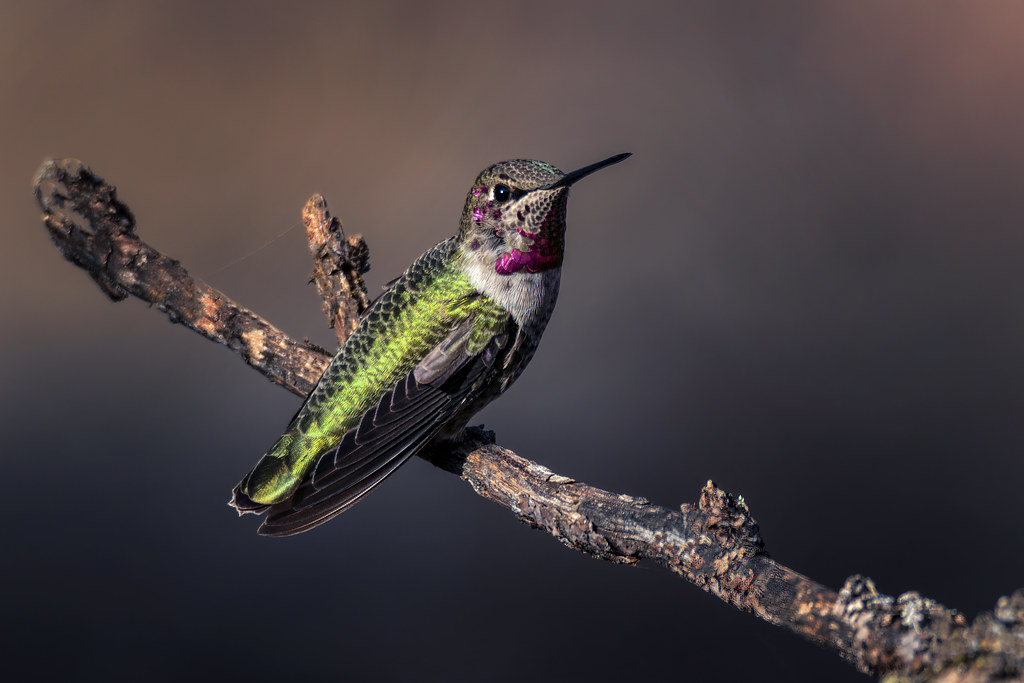 Anna's Hummingbird (Calypte anna) M | Habitat : Open Woodlan… | Flickr