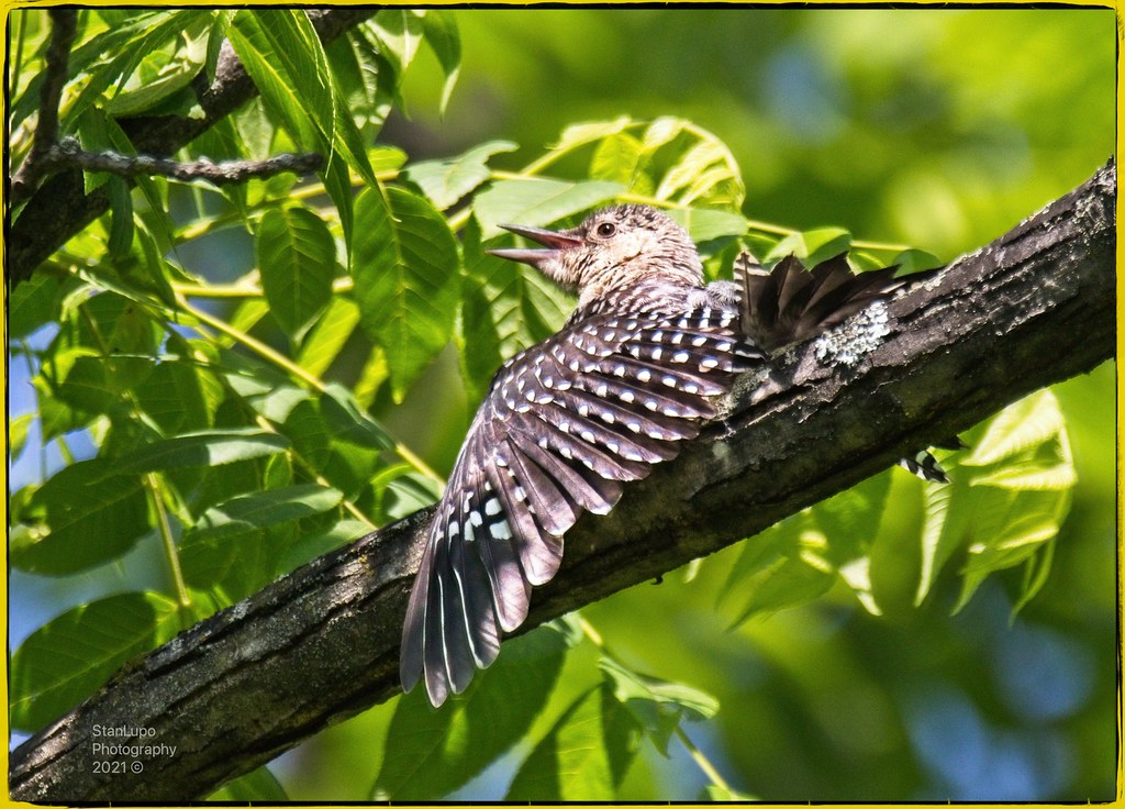 Fledgling Red-bellied Woodpecker (Melanerpes carolinus) on a Sunlit Branch, June 9, 2021