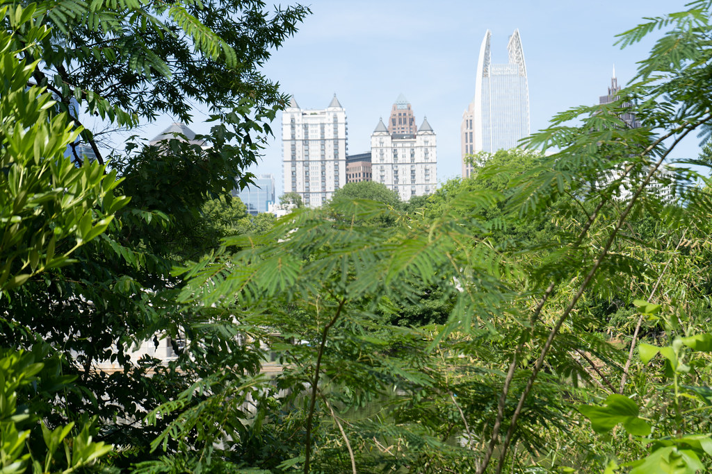 Urban Skyline Framed by Dense Greenery: City View Through a Garden Canopy