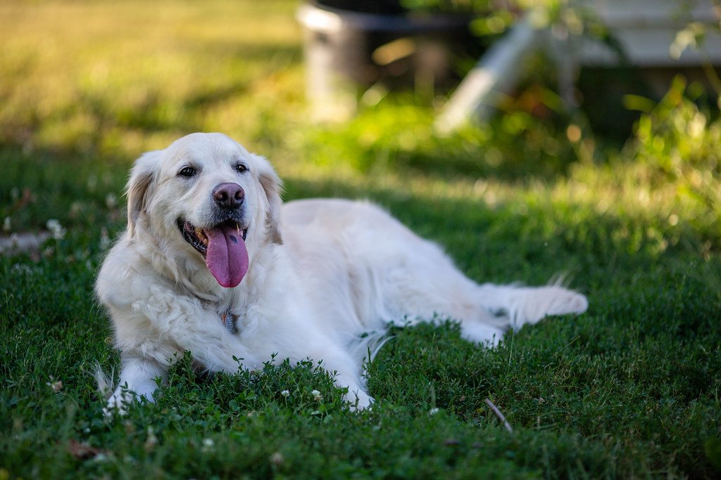 Hank on the Sunlit Lawn: Golden Retriever Relaxing in a Backyard Portrait